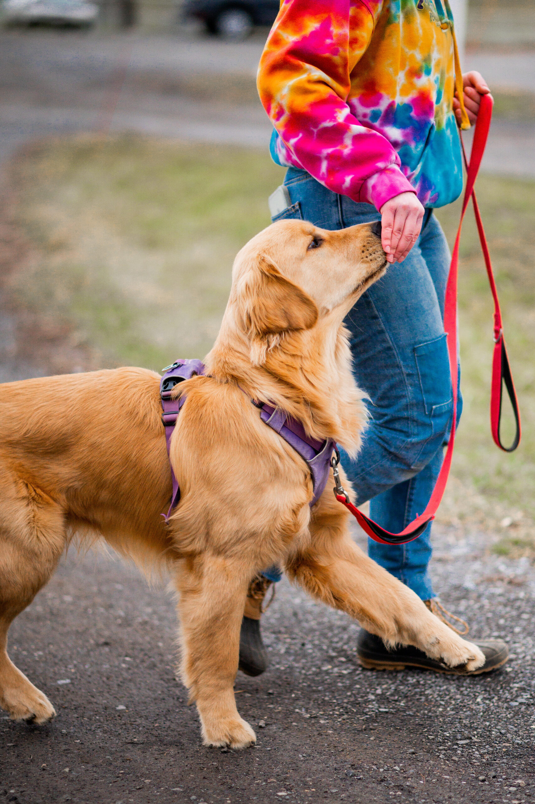 Complete Programs – Greensburg Bed & Biscuit